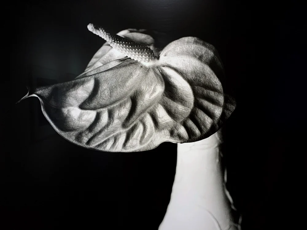 Nobuyoshi Araki Flowers