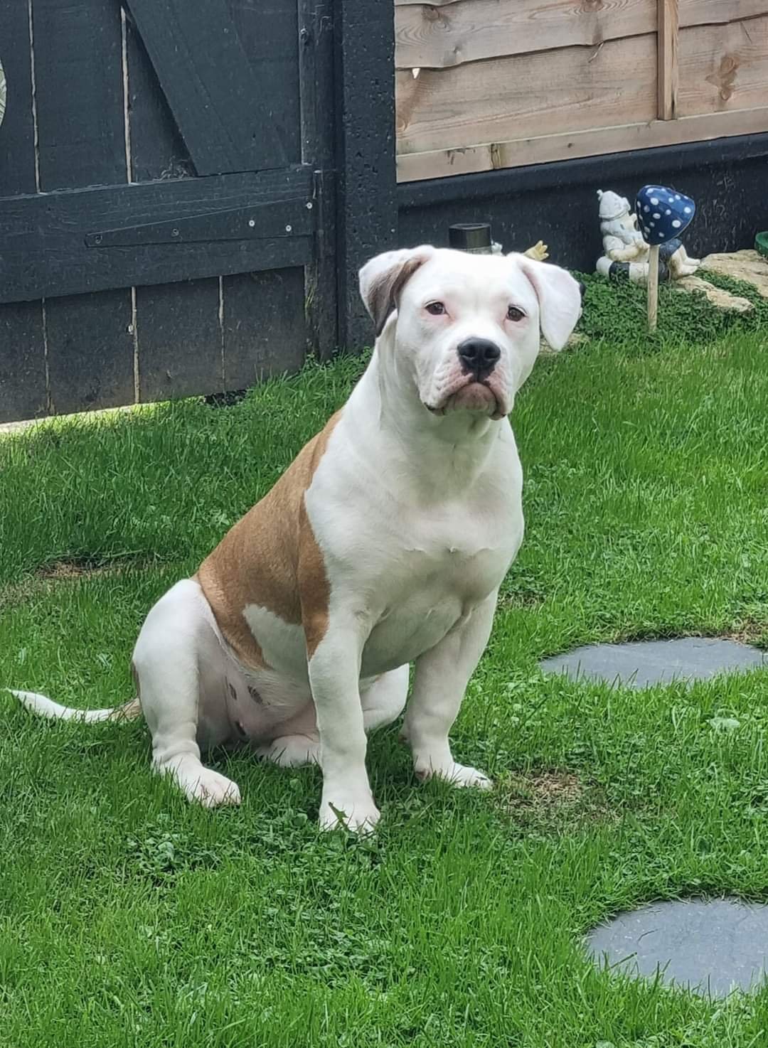 American Bulldog Dog Friendly Dorset Merlin s Pet Food Banks