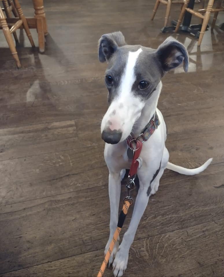 Bedlington Whippet — Dorset Dogs