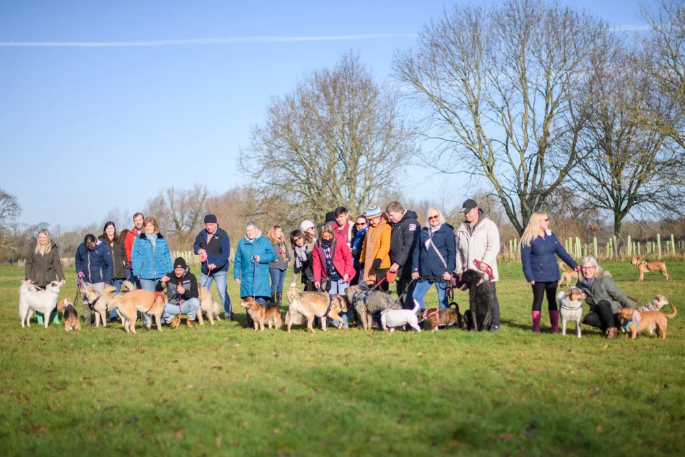 About Dorset Dogs - we are everything to do with dogs in Dorset. Love Dogs. Love Dorset. — Dog ...