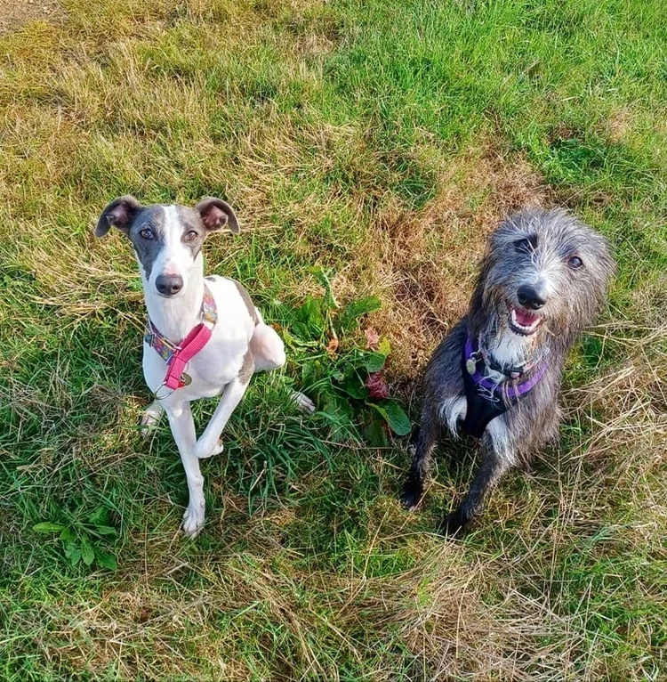 Bedlington Whippet — Dog Friendly Dorset - Merlin's Pet Food Banks