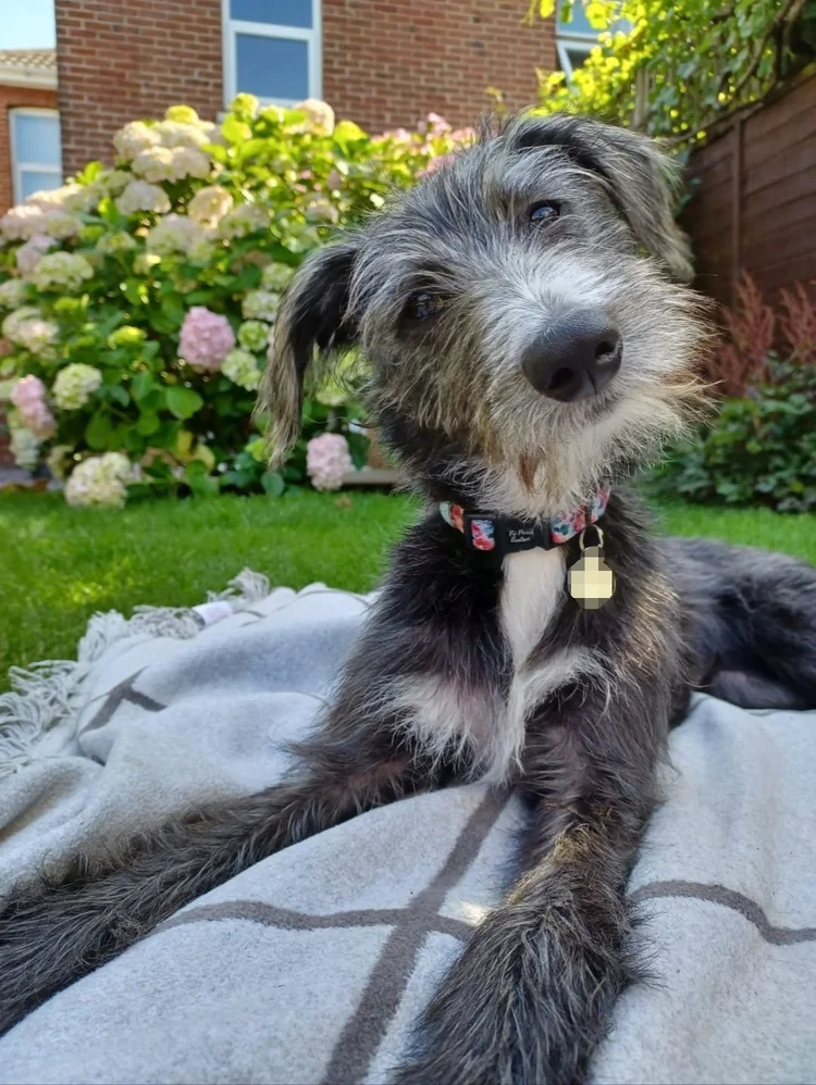 Bedlington Whippet — Dog Friendly Dorset - Merlin's Pet Food Banks