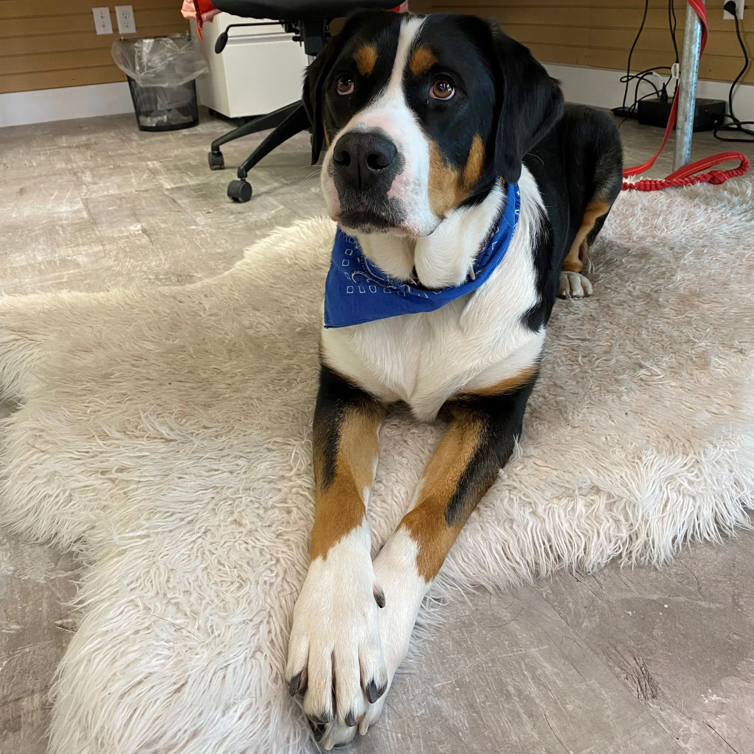 FIELD STUDIO LANDSCAPE ARCHITECTS-Office Greeters