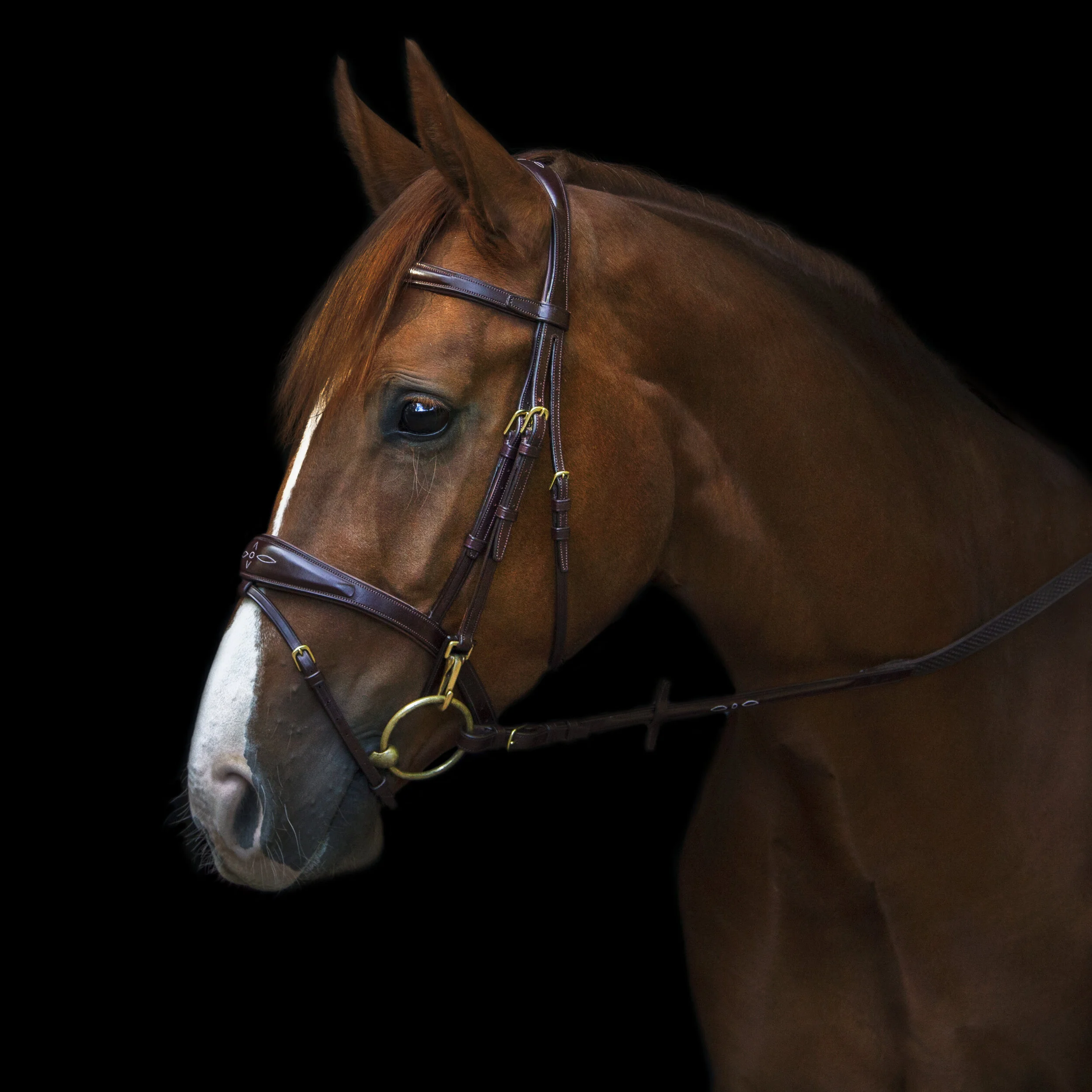 Luxury bridles for dressage and jumping