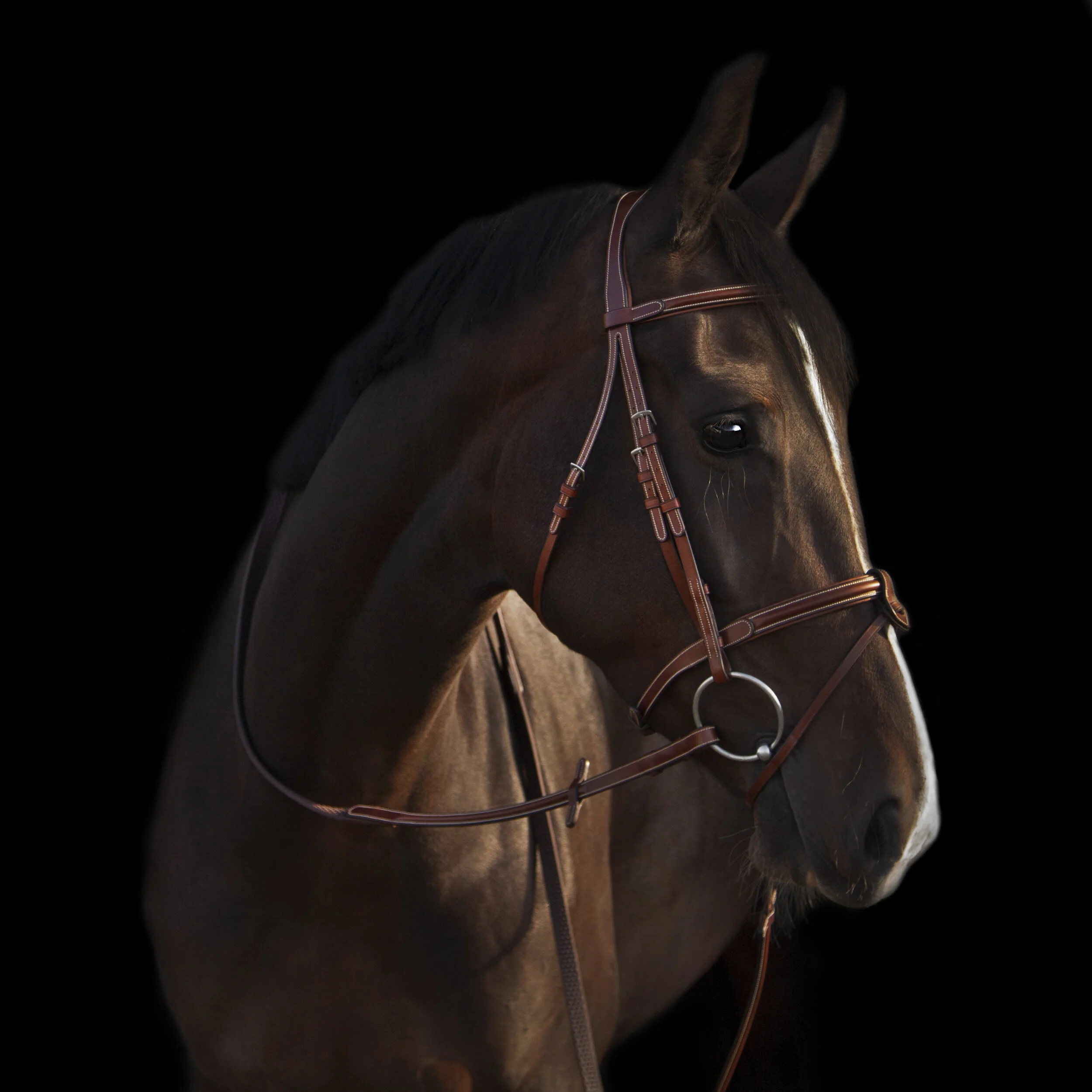 Luxury bridles for dressage and jumping