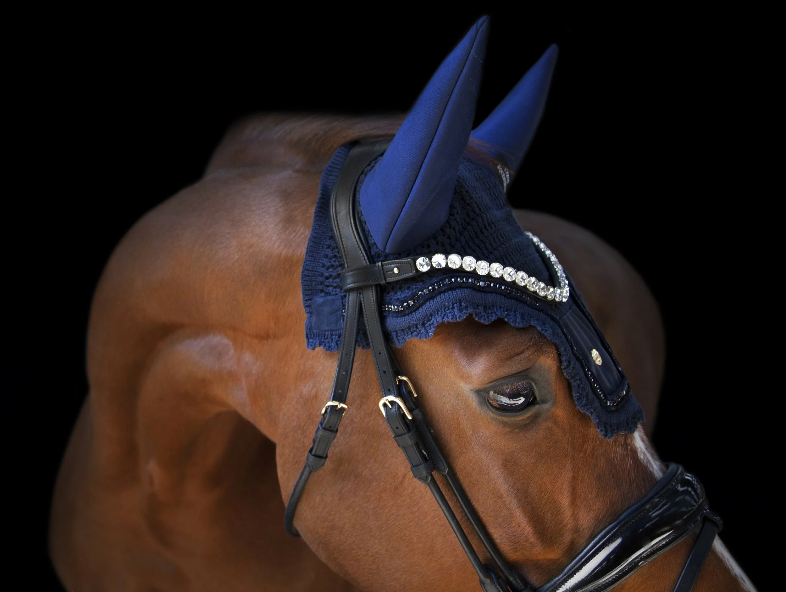 Luxury bridles for dressage and jumping