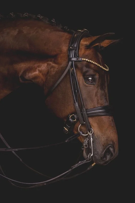 Luxury bridles for dressage and jumping