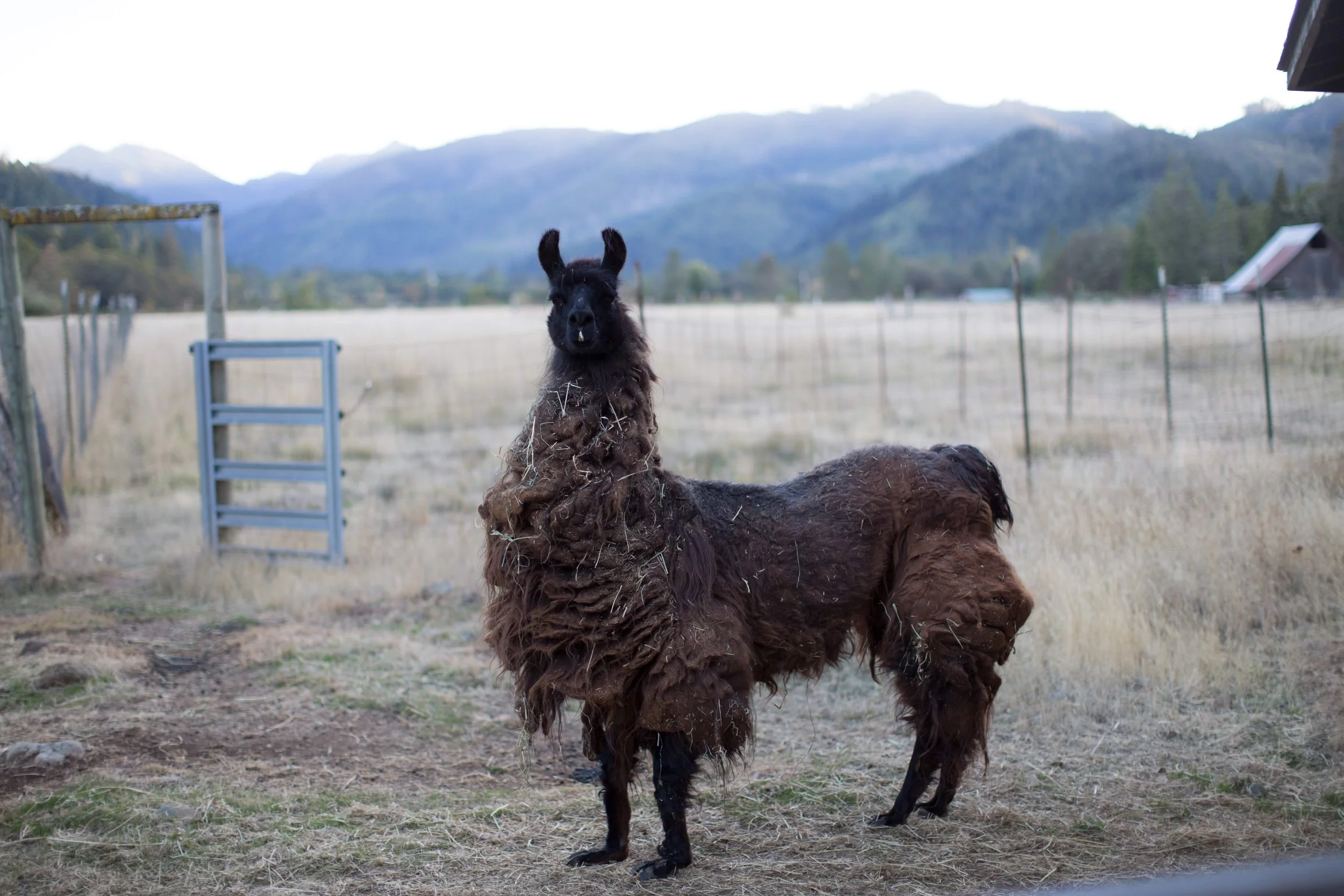 Why the llama? — East Fork Cultivars