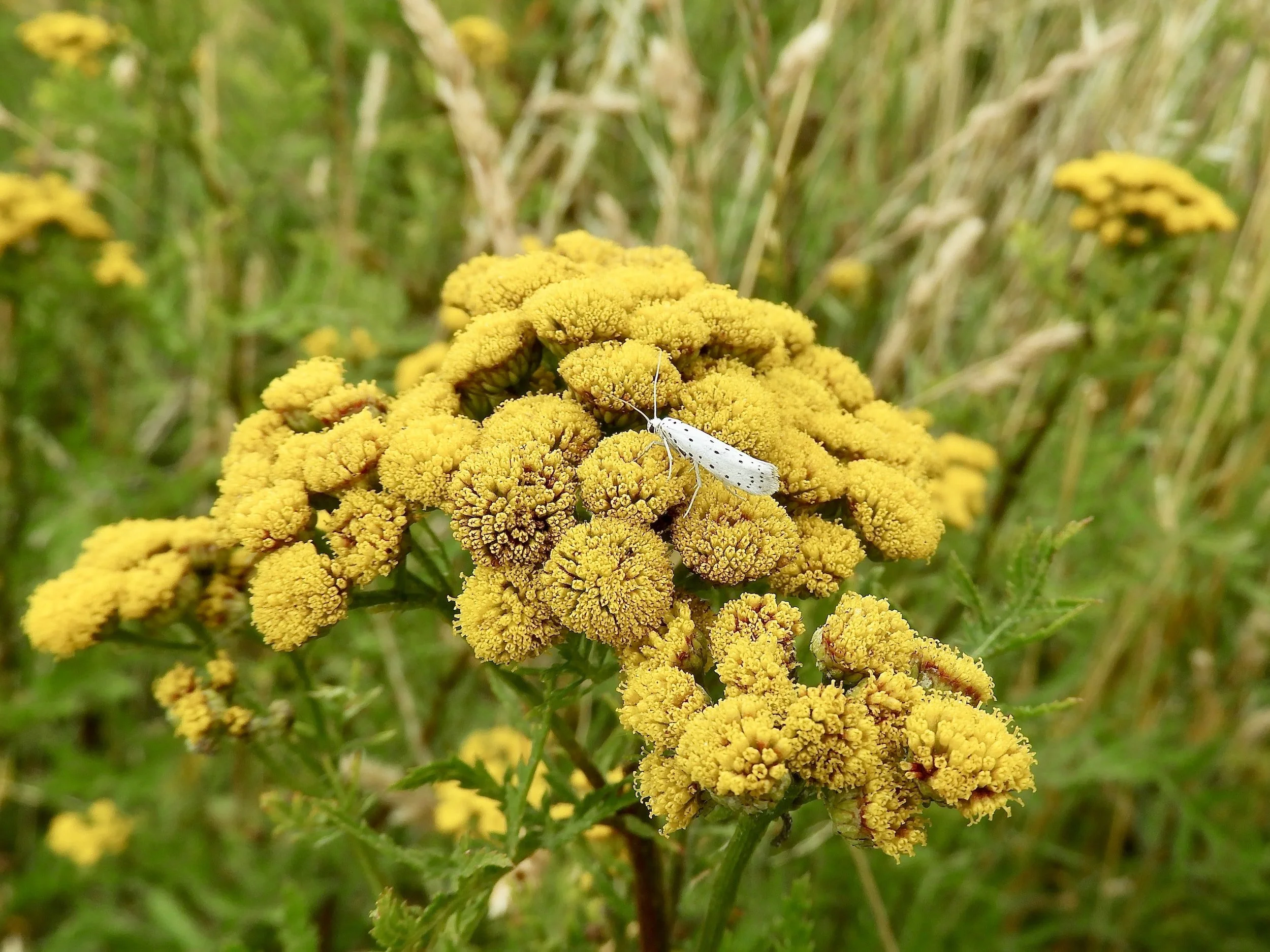 Why We Cultivate Native Plants on the East Fork Ranch — East Fork Cultivars