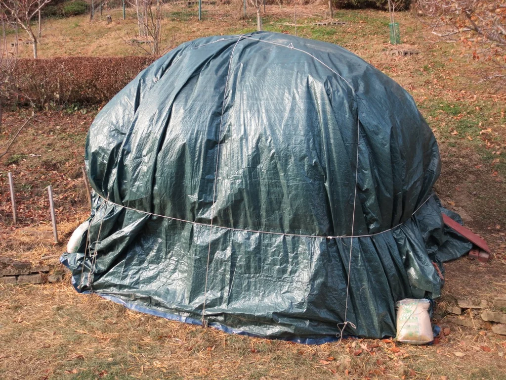 Wrapping a Fig Tree - Savinell Style — The Italian Garden Project