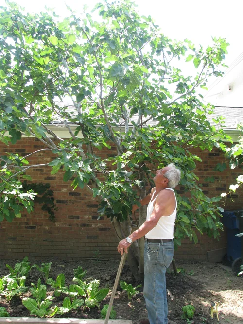 Fascination of Figs — The Italian Garden Project