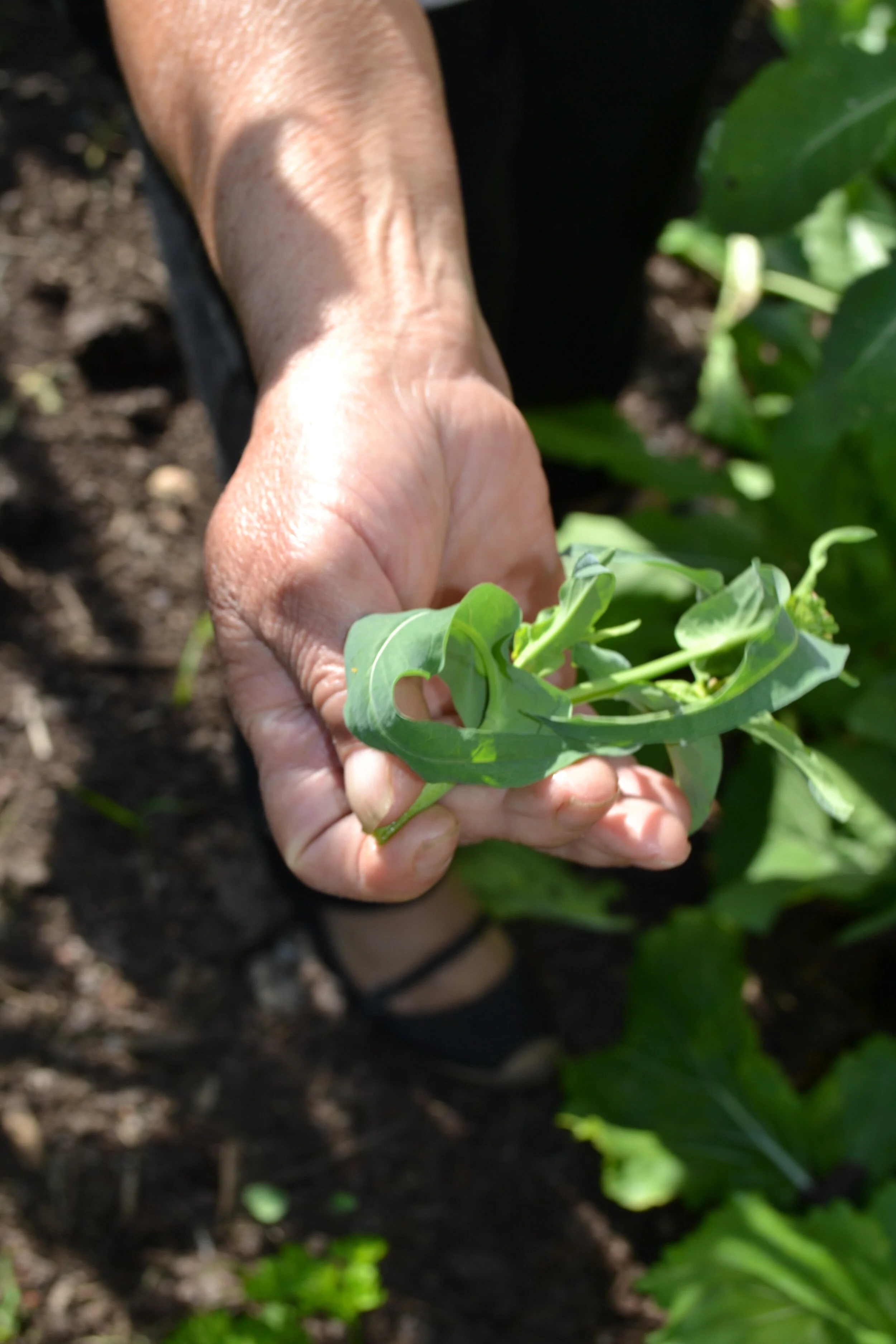 Growing and Cooking Rapini — The Italian Garden Project