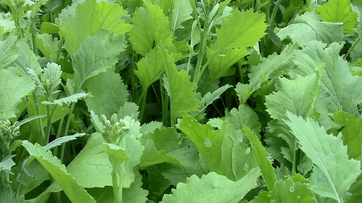 Growing and Cooking Rapini — The Italian Garden Project