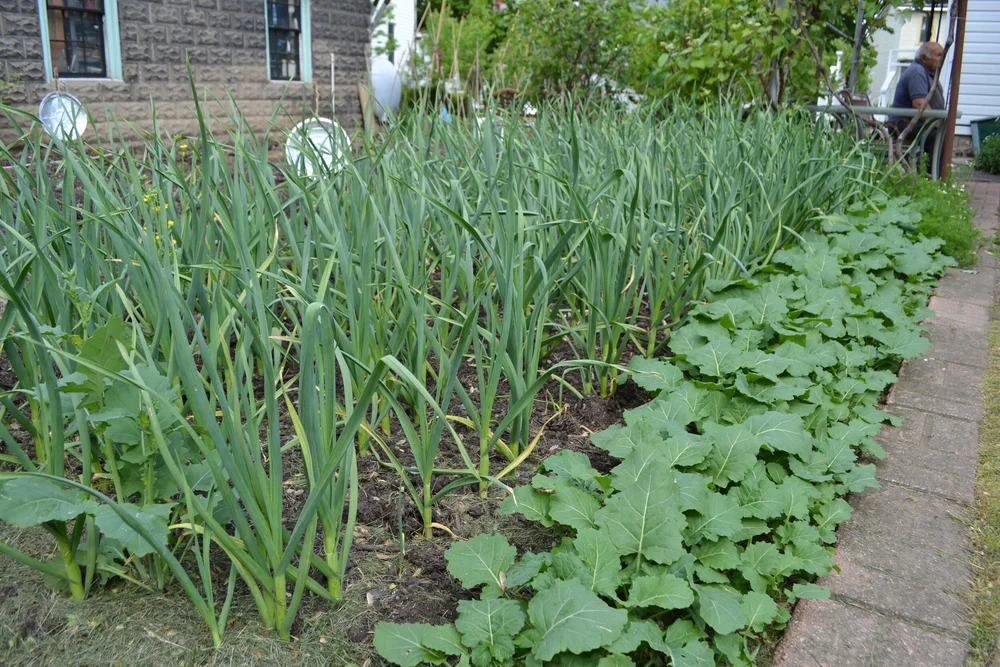 Growing and Cooking Rapini — The Italian Garden Project