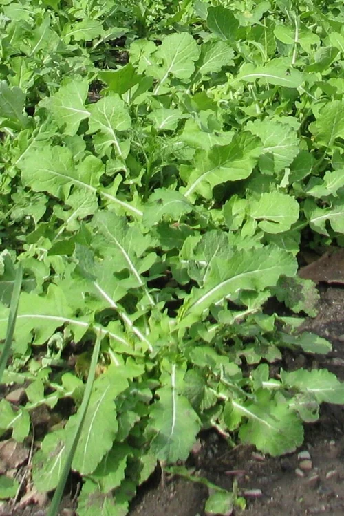 Growing and Cooking Rapini — The Italian Garden Project