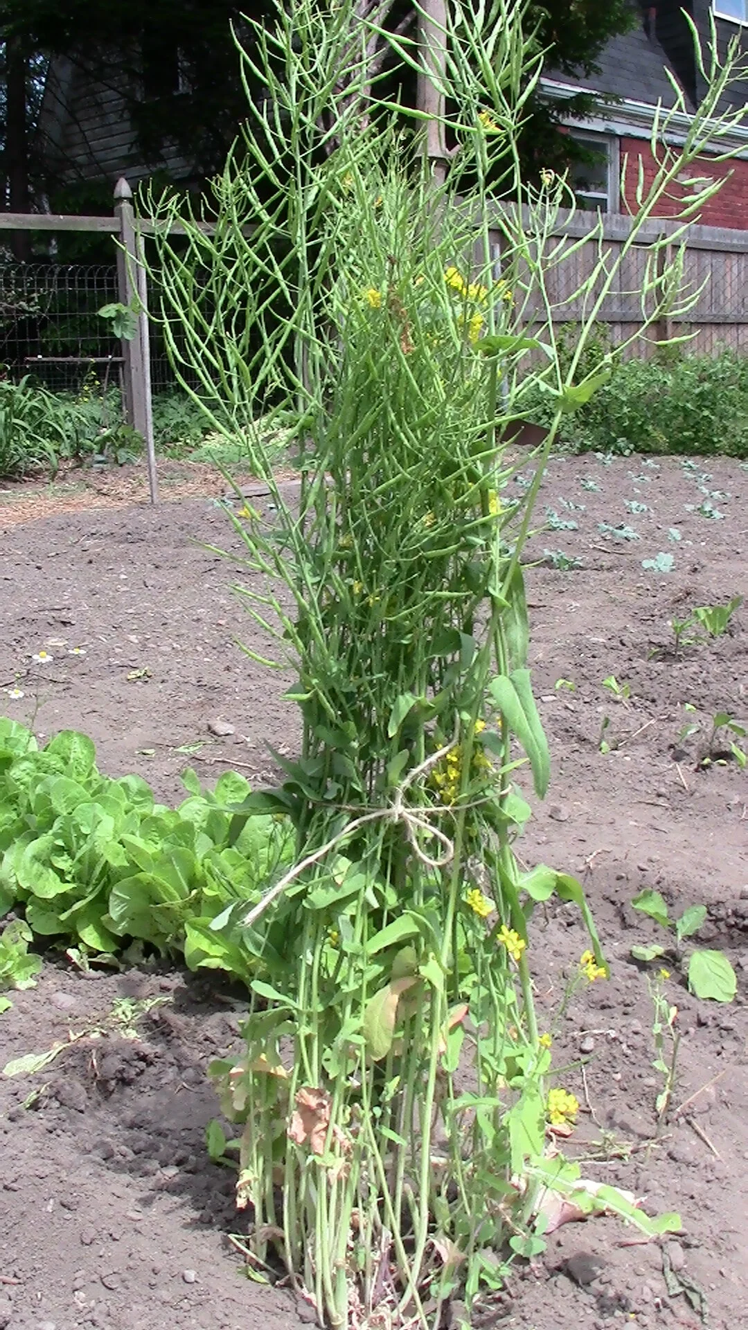 Growing and Cooking Rapini — The Italian Garden Project