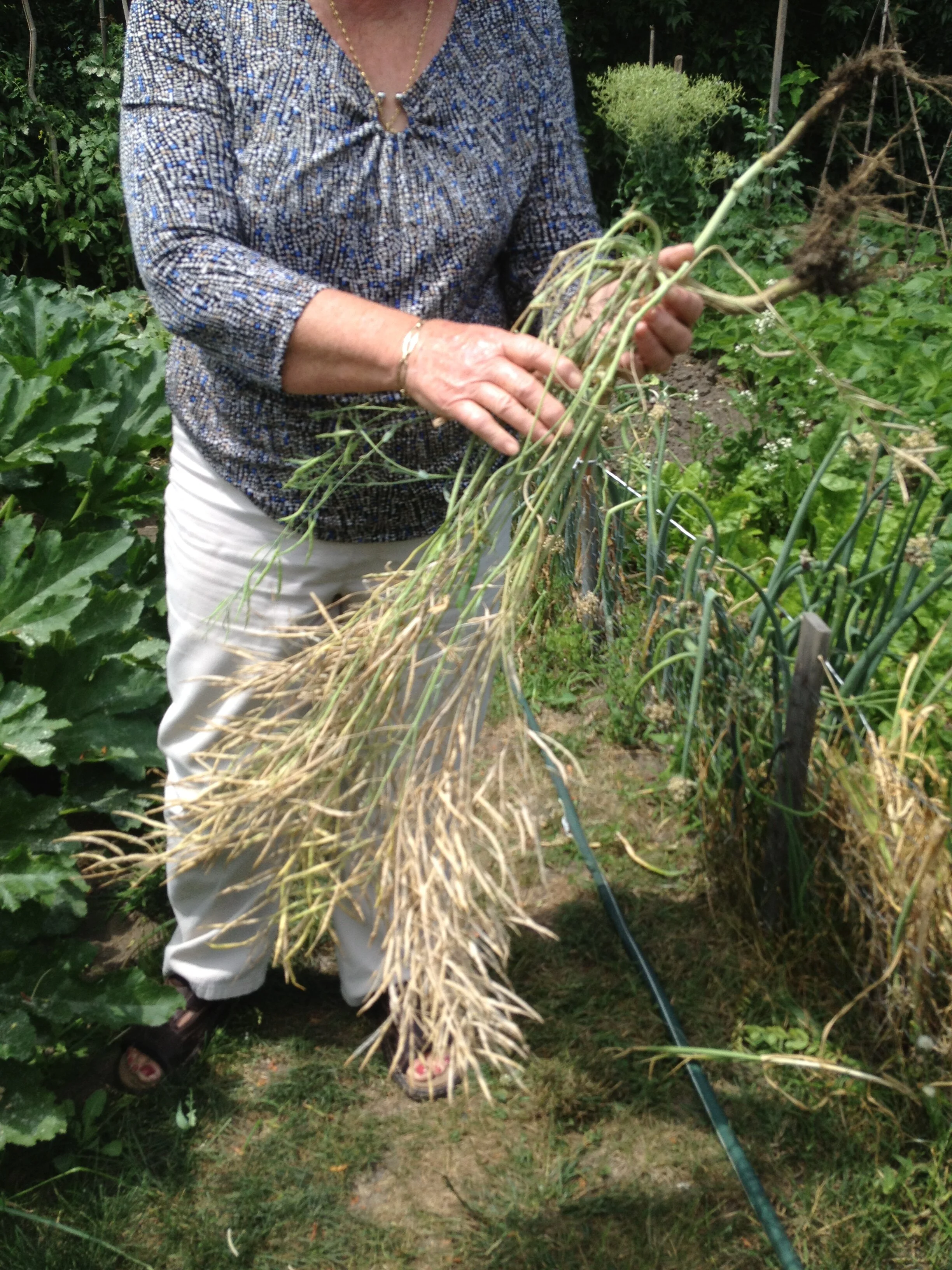 Growing and Cooking Rapini — The Italian Garden Project