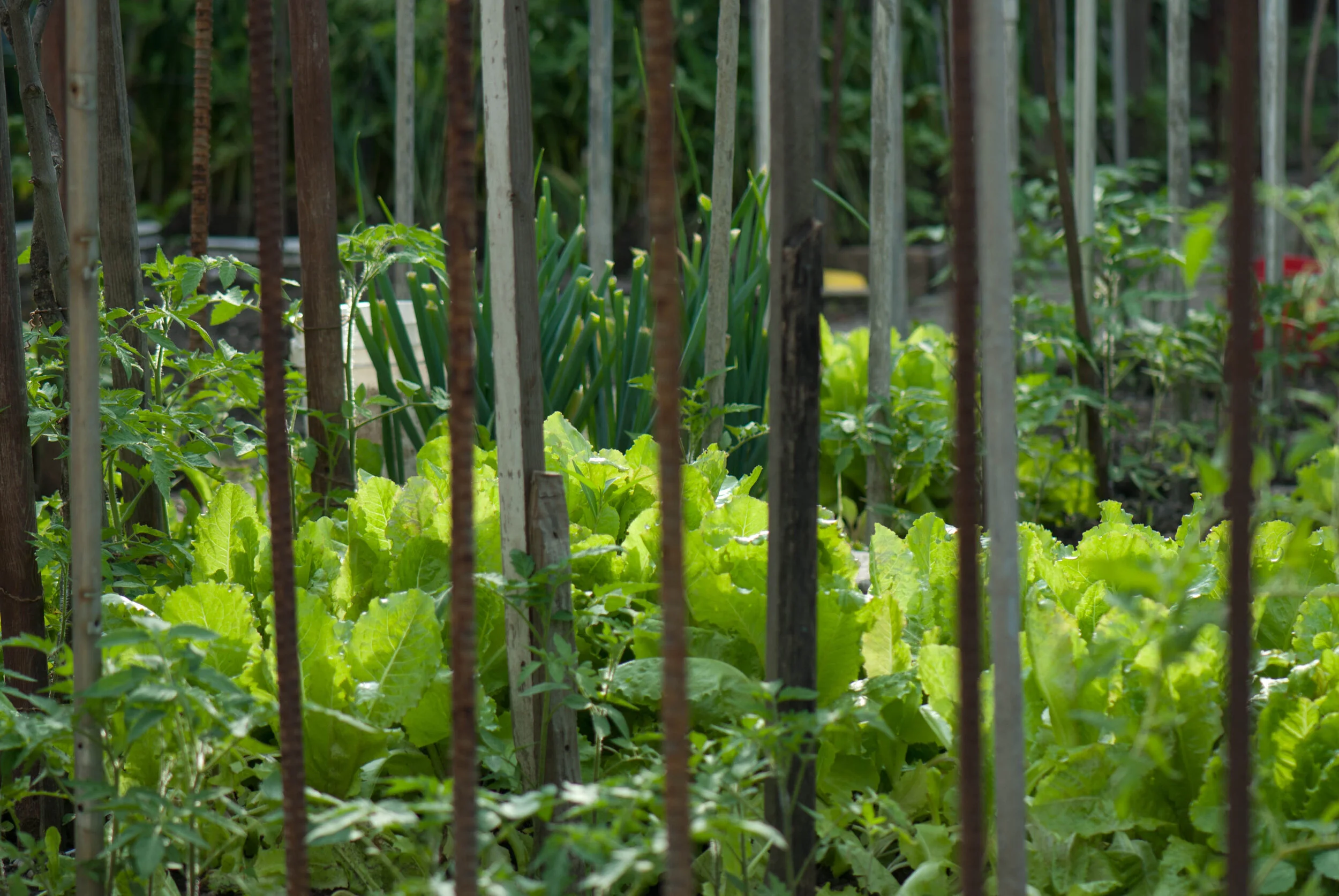 Garden Gallery — The Italian Garden Project