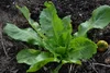 All About Cicoria — The Italian Garden Project