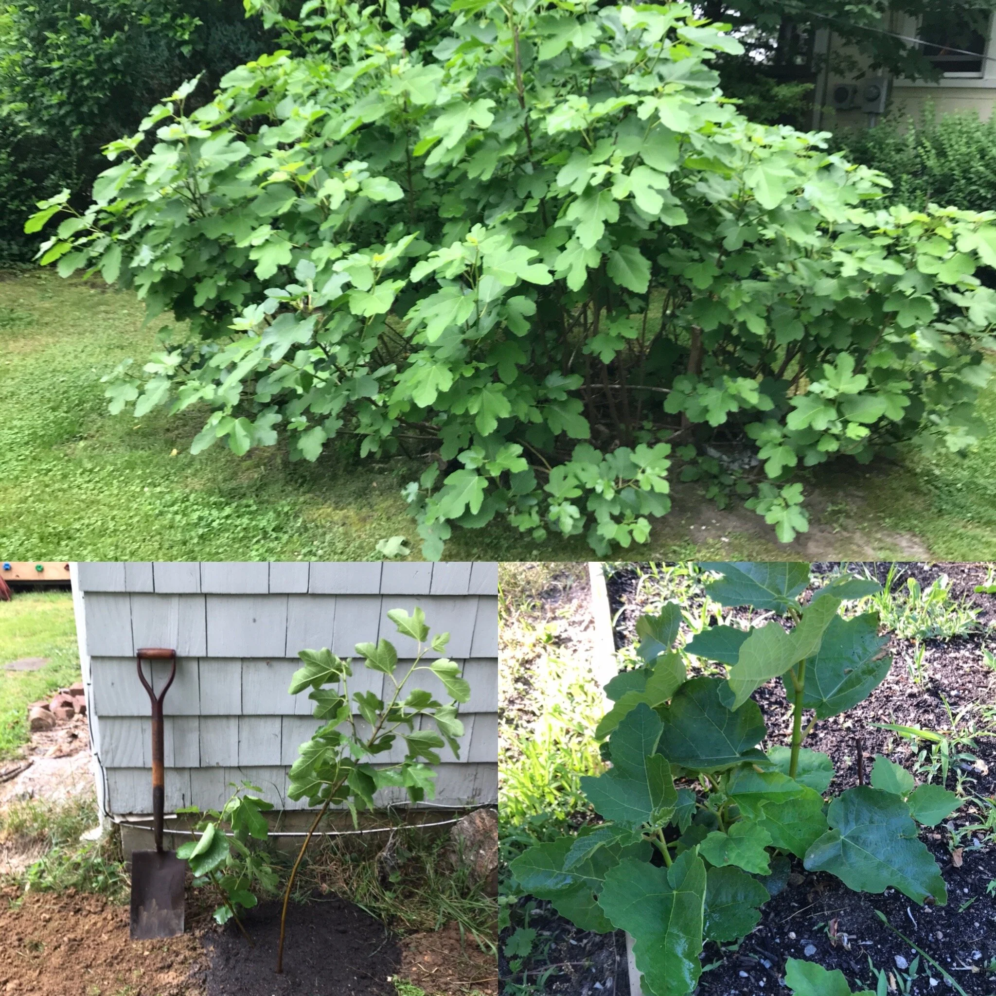 An Italian Gardners Heirlooms — The Italian Garden Project