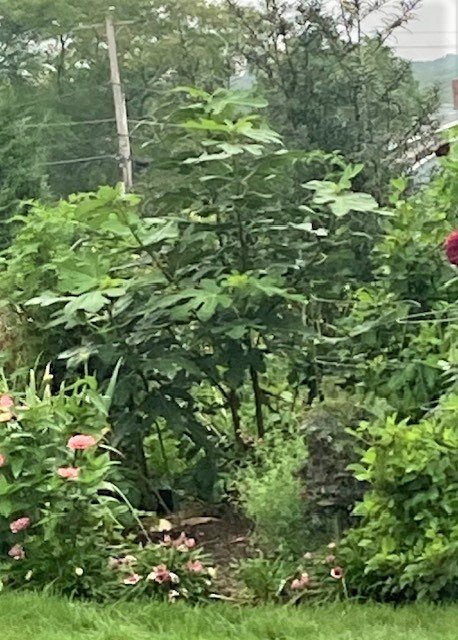 Celeste fig tree gets a winter coat! — The Italian Garden Project