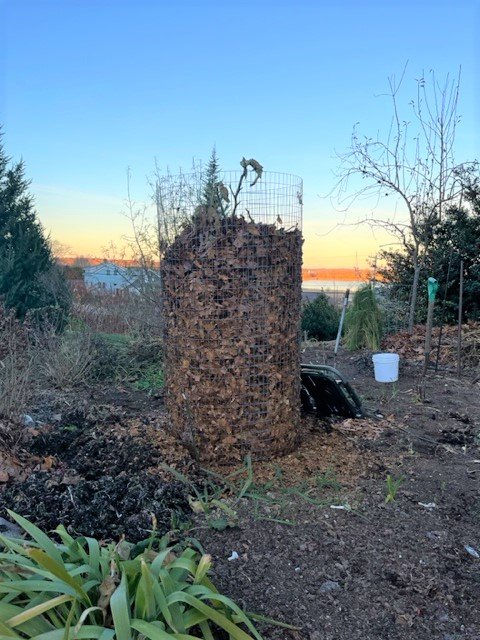 Celeste fig tree gets a winter coat! — The Italian Garden Project