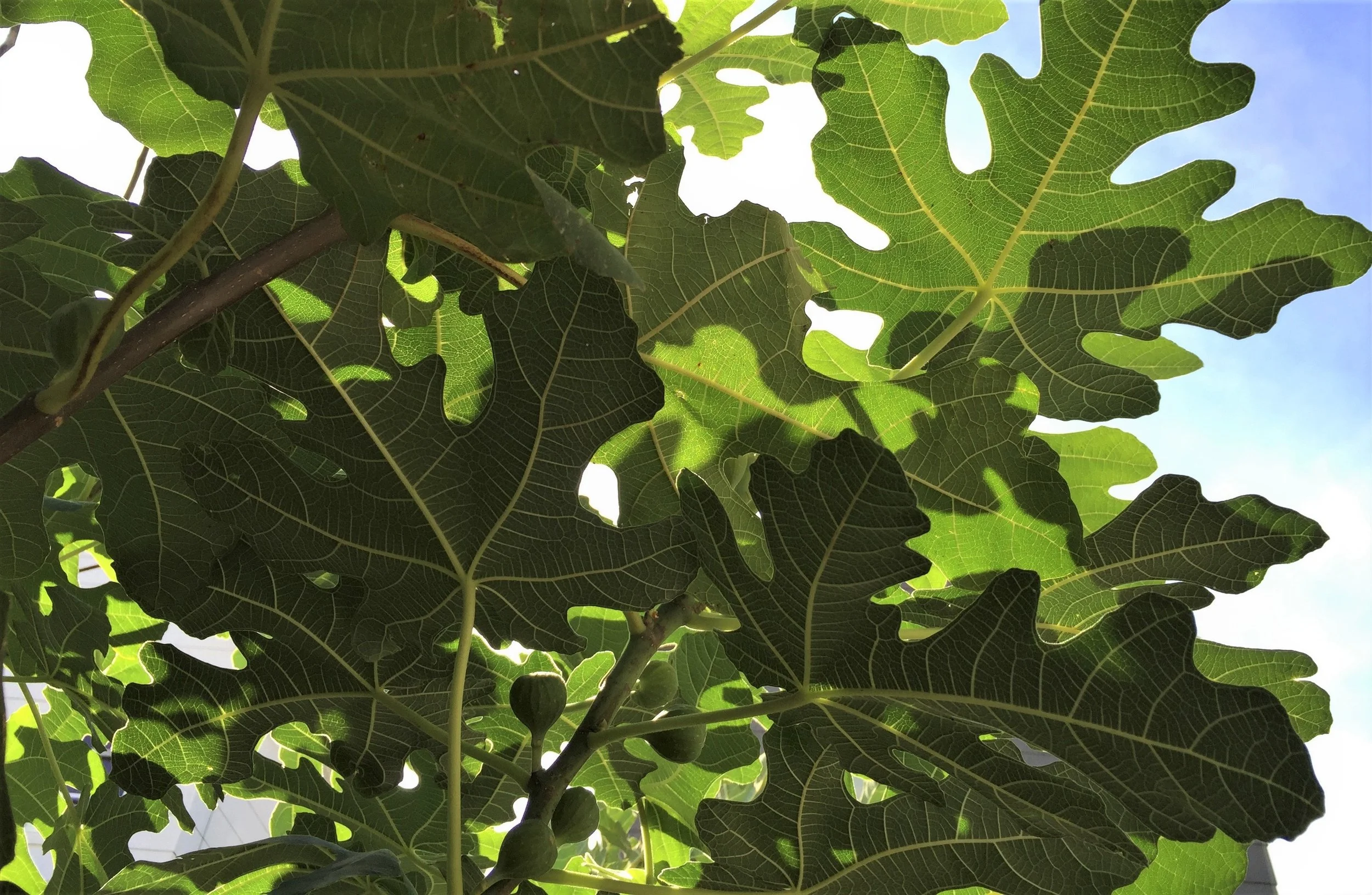 Growing a Garden Archive: Carolyn Comber — The Italian Garden Project