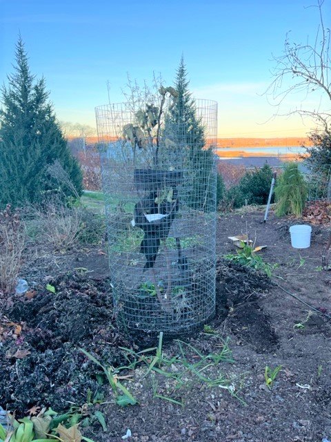 Celeste fig tree gets a winter coat! — The Italian Garden Project