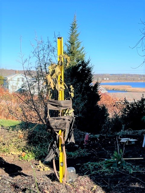 Celeste fig tree gets a winter coat! — The Italian Garden Project