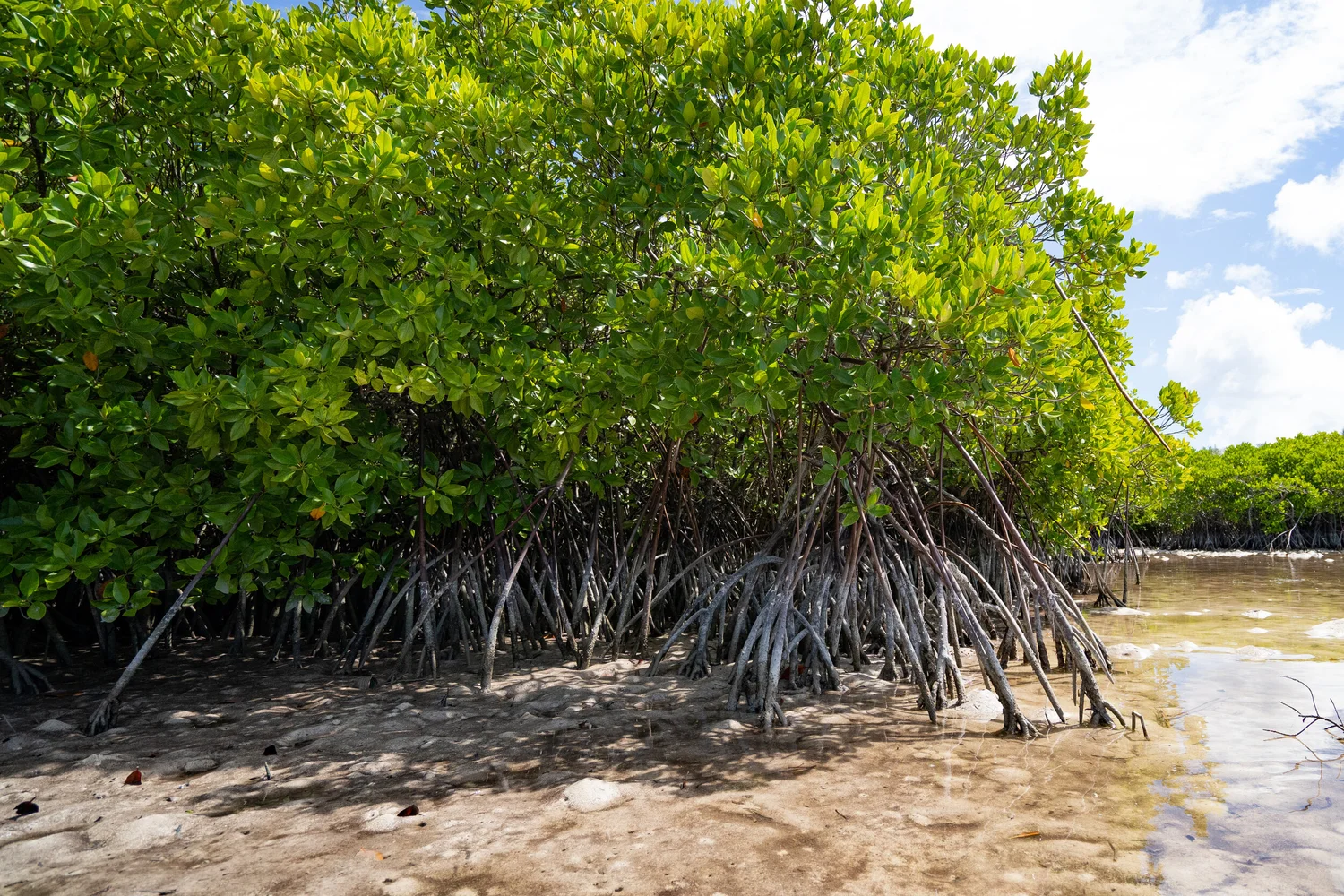 About MUI — MUI By Six Senses Laamu