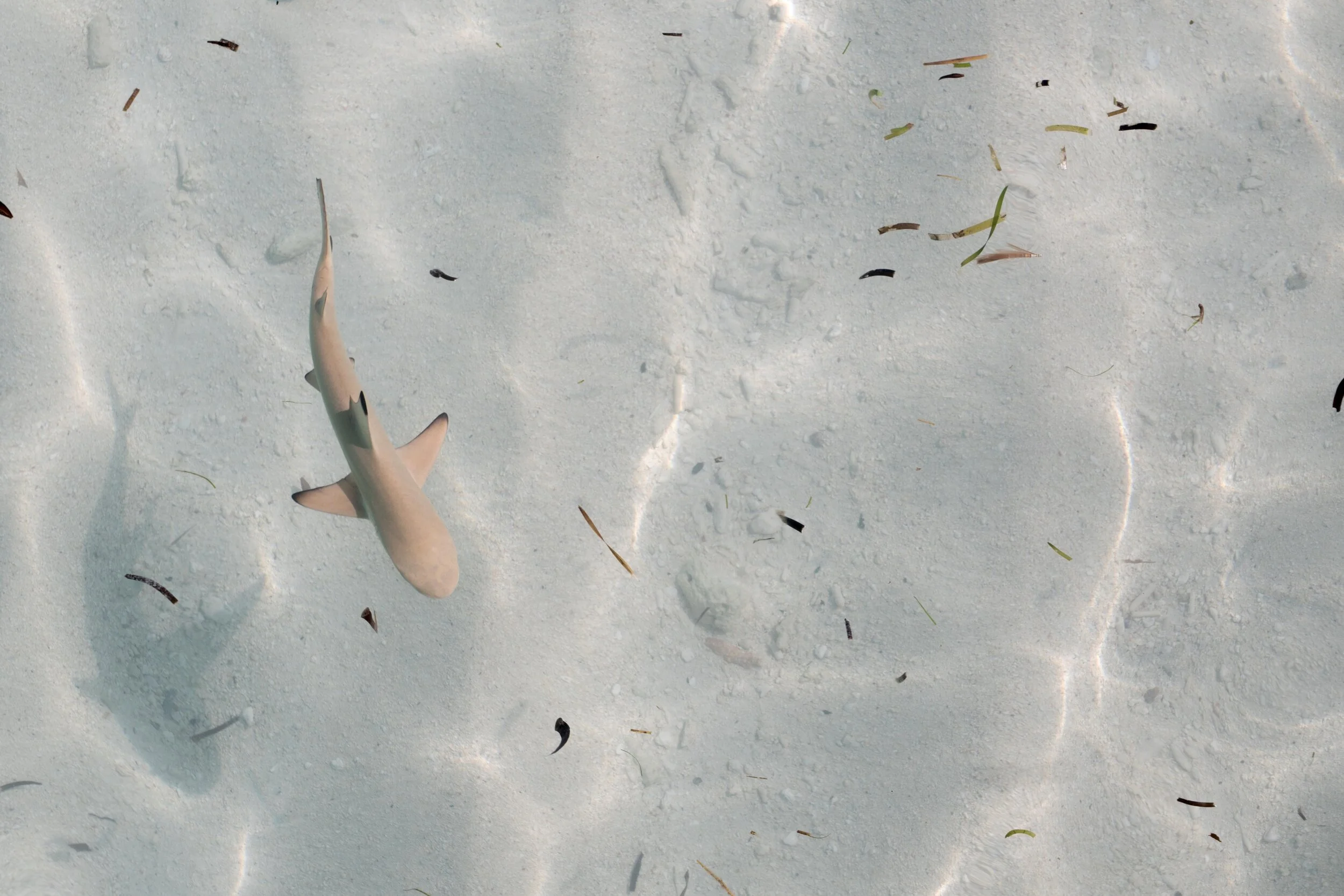 Megafauna Sightings — MUI By Six Senses Laamu