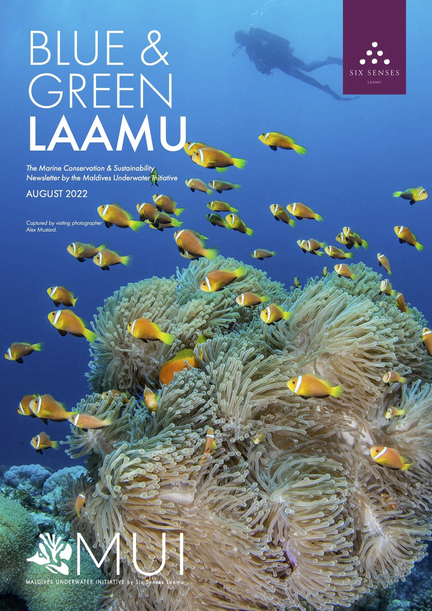 Blue & Green Laamu Newsletter — MUI By Six Senses Laamu