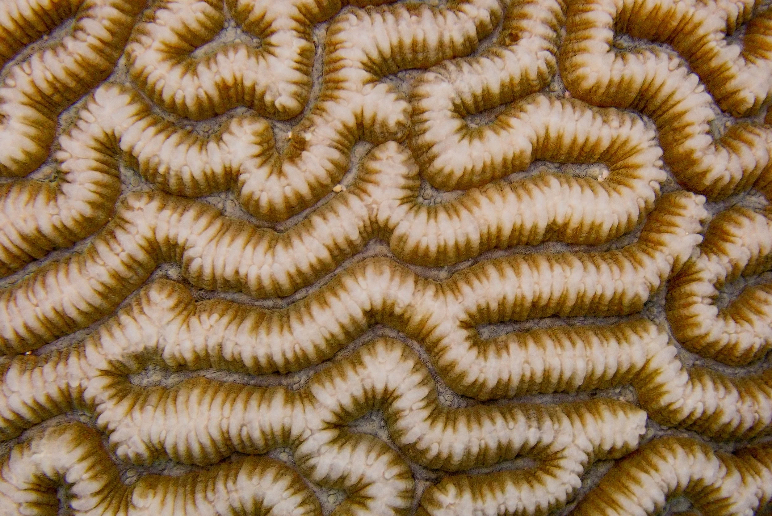 Coral Database — MUI By Six Senses Laamu