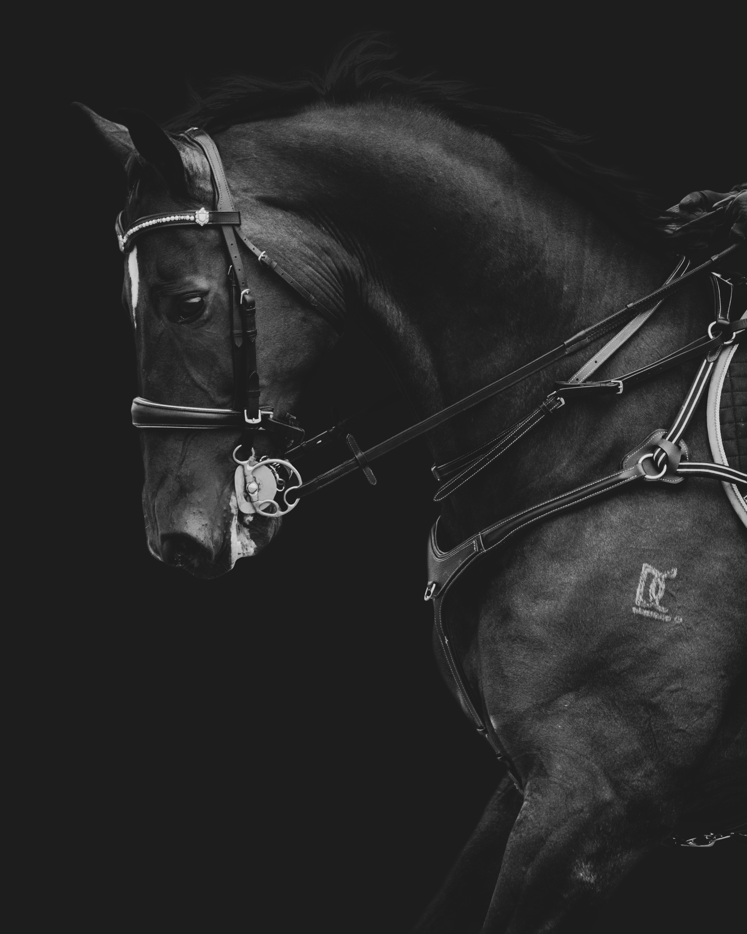 Rachel Quagliani - Photography & Design | Home