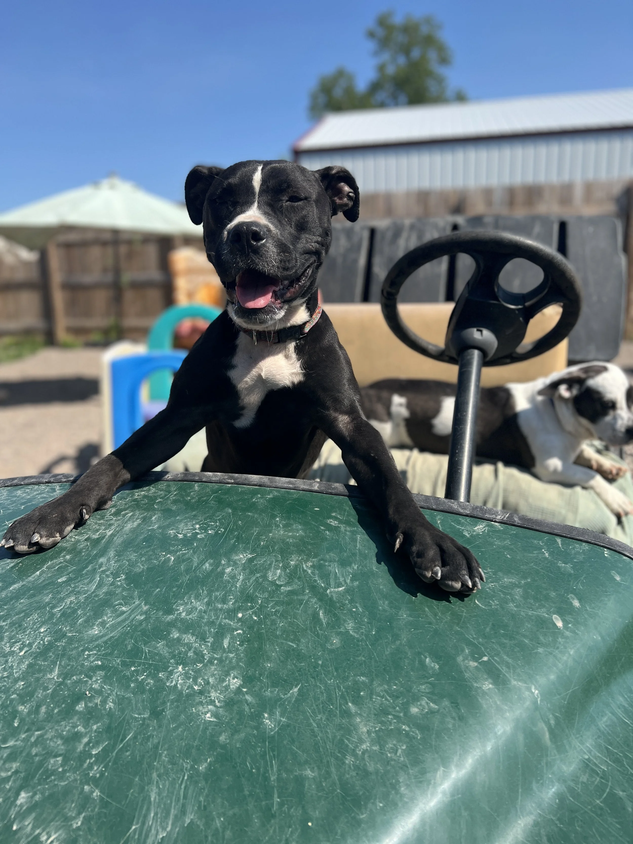 Pets Stop Here Rescue - Available Dogs - Rochester NY — Pets Stop Here ...