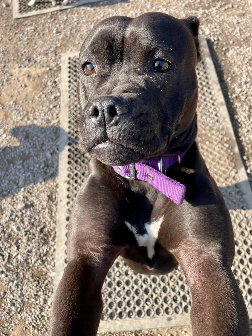 Pets Stop Here Rescue - Available Dogs - Rochester NY — Pets Stop Here ...