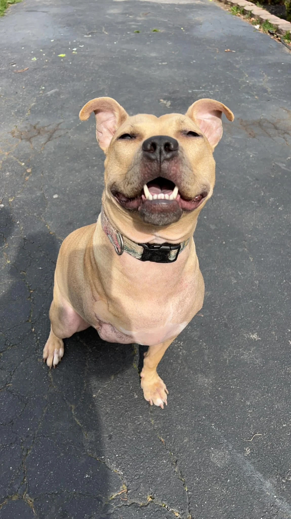 Pets Stop Here Rescue - Available Dogs - Rochester NY — Pets Stop Here ...