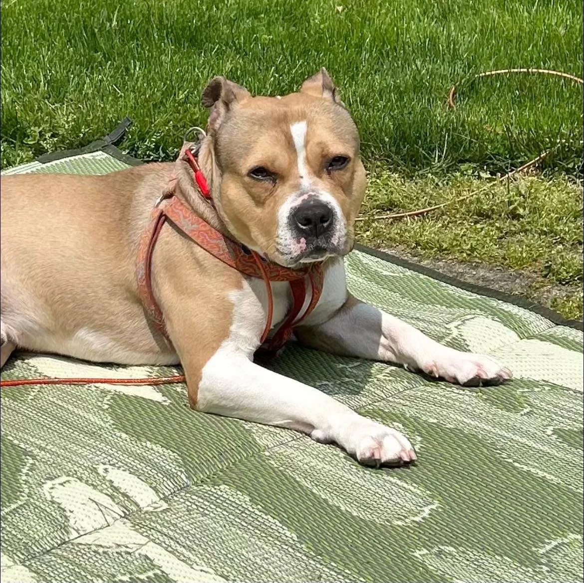 Pets Stop Here Rescue - Available Dogs - Rochester NY — Pets Stop Here ...