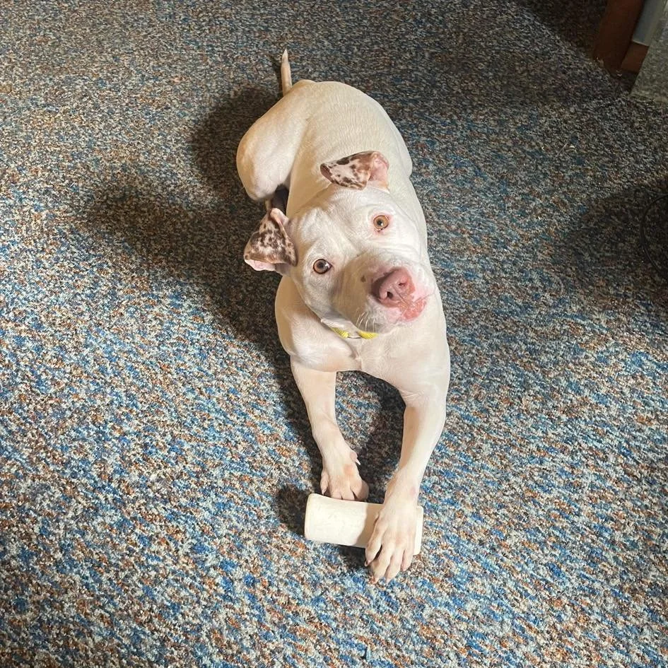 Pets Stop Here Rescue - Available Dogs - Rochester NY — Pets Stop Here ...