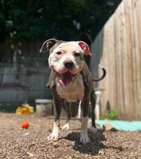 Pets Stop Here Rescue - Available Dogs - Rochester NY — Pets Stop Here ...