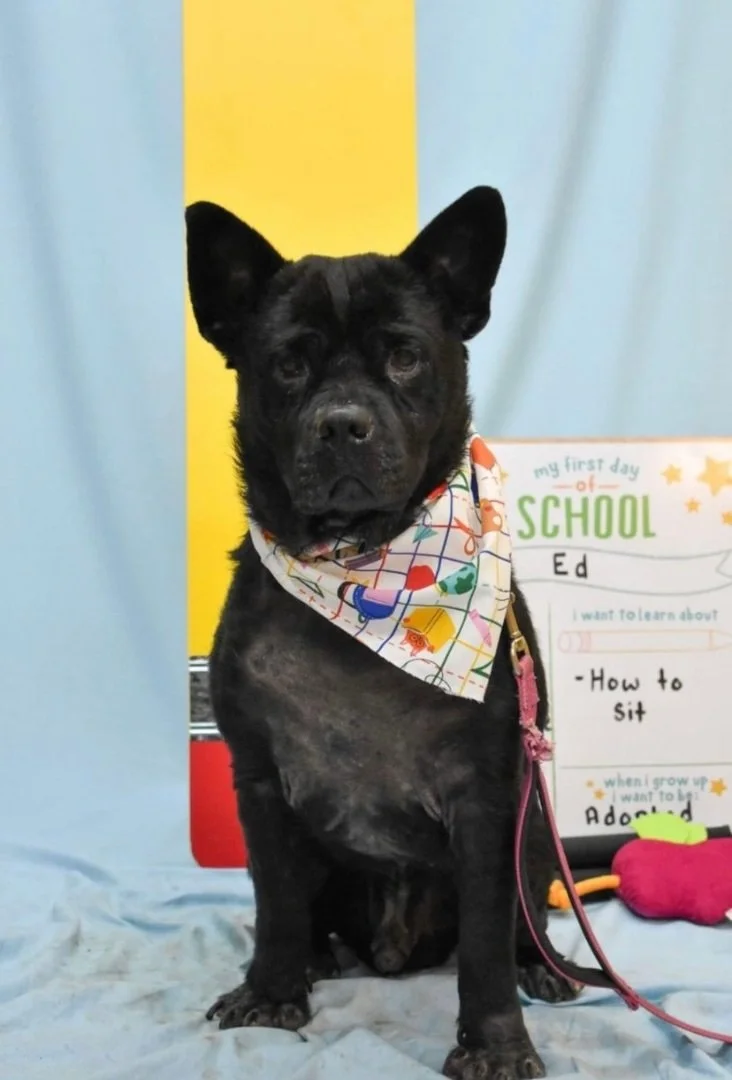 Pets Stop Here Rescue - Available Dogs - Rochester NY — Pets Stop Here ...