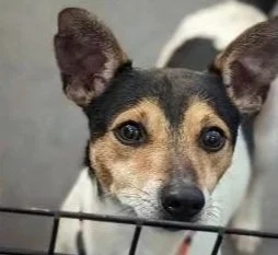 Pets Stop Here Rescue - Available Dogs - Rochester NY — Pets Stop Here ...