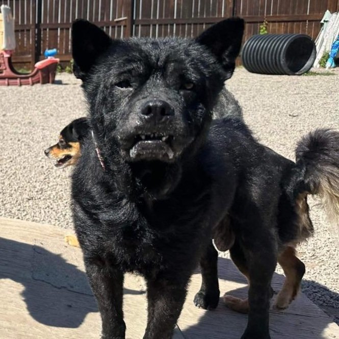 Pets Stop Here Rescue - Available Dogs - Rochester NY — Pets Stop Here ...