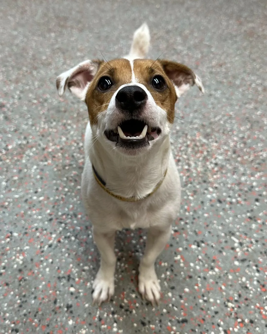 Pets Stop Here Rescue - Available Dogs - Rochester NY — Pets Stop Here ...