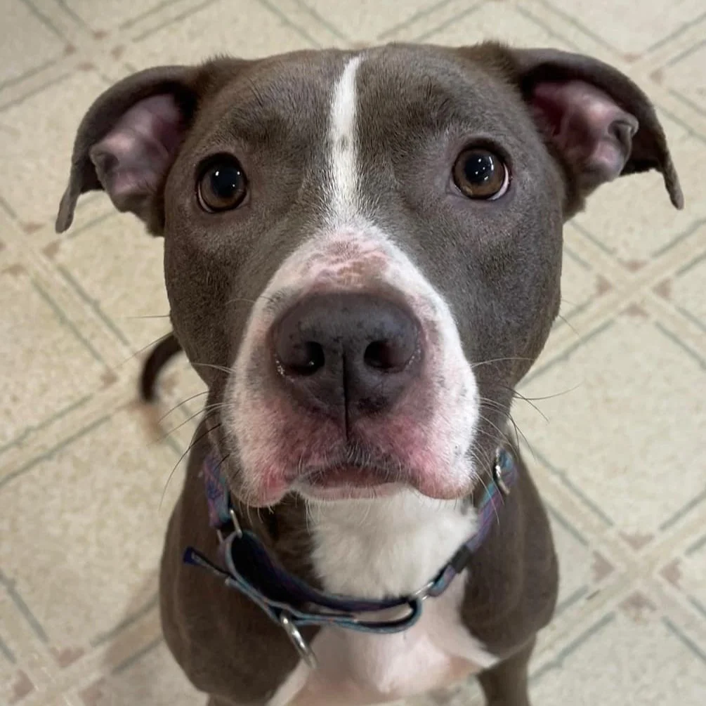 Pets Stop Here Rescue - Available Dogs - Rochester NY — Pets Stop Here ...