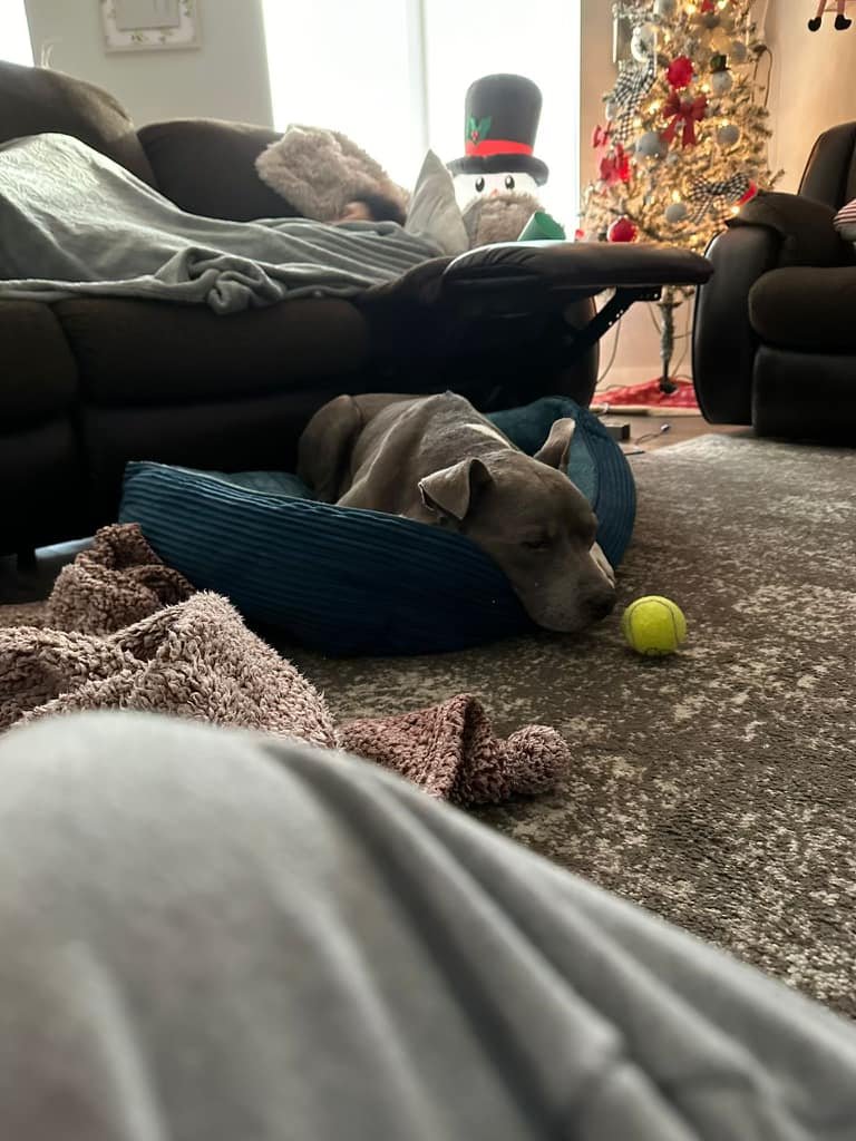 Pets Stop Here Rescue - Available Dogs - Rochester NY — Pets Stop Here ...