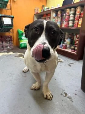 Pets Stop Here Rescue - Available Dogs - Rochester NY — Pets Stop Here ...