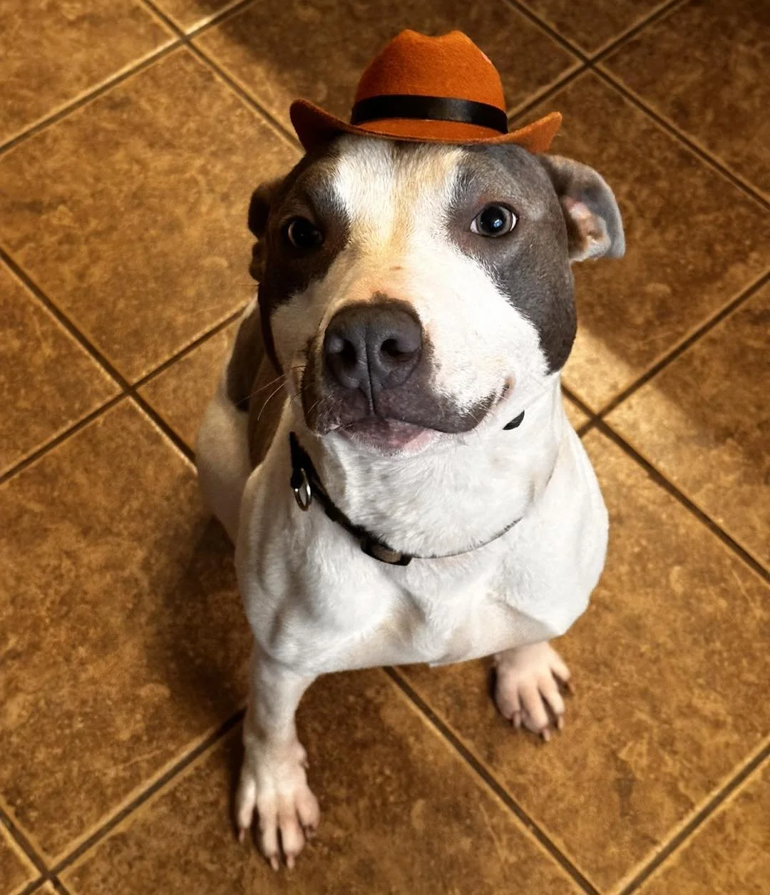 Pets Stop Here Rescue - Available Dogs - Rochester NY — Pets Stop Here ...