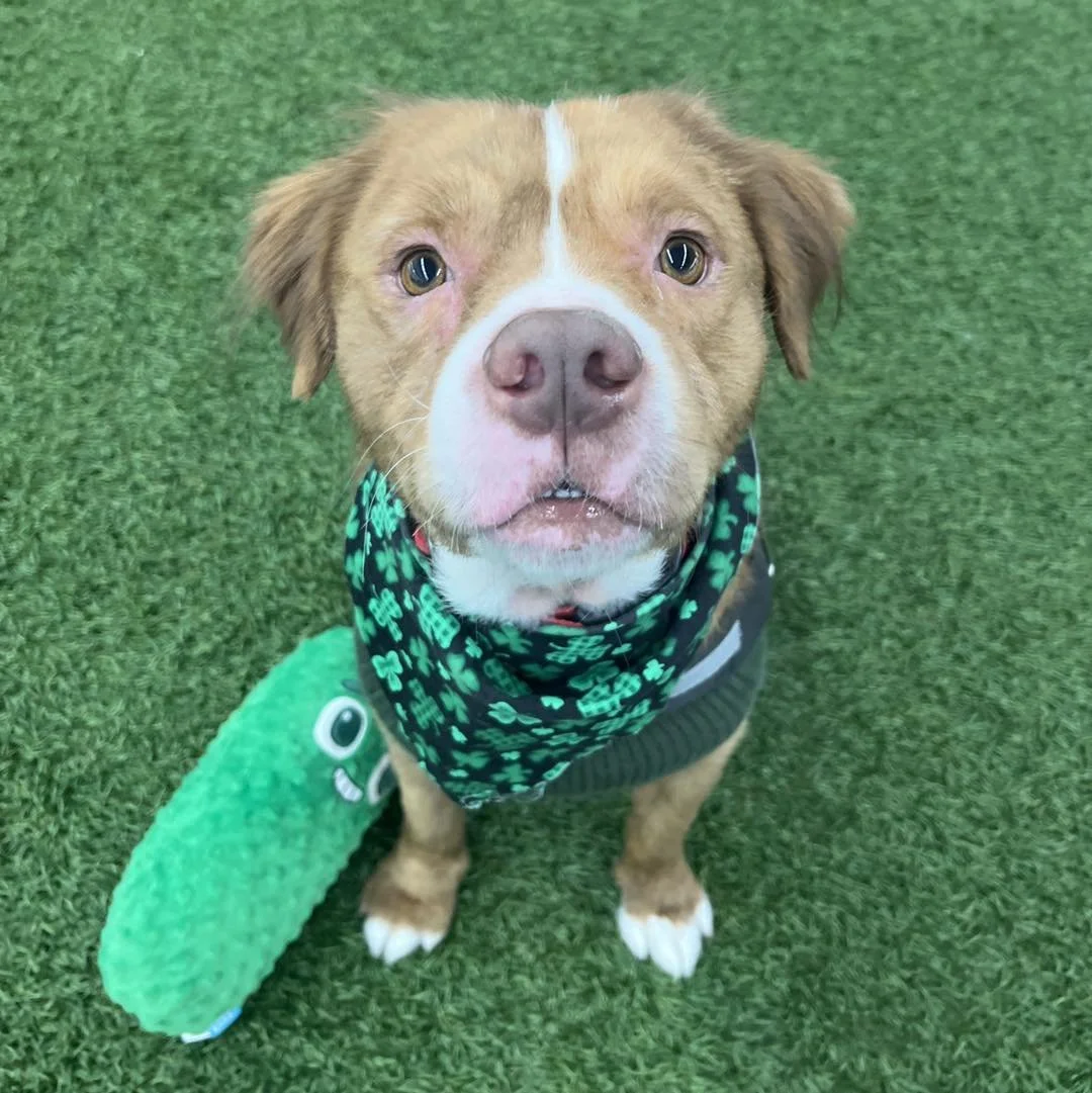 Pets Stop Here Rescue - Available Dogs - Rochester NY — Pets Stop Here ...