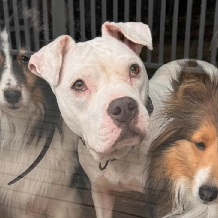 Pets Stop Here Rescue - Available Dogs - Rochester NY — Pets Stop Here ...